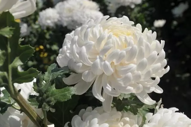 Chrysanthemums: ဓာတ်ပုံများနှင့်နာမည်များပါ ၀ င်သောမျိုးစိတ်များ၊ မရိုးသားသော၊ အသစ်၊ ဆောင်းရာသီတွင်ခက်ခဲသည်၊ နောက်ကျသည် 3511_2