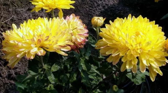 Chrysanthemums: amrywiaethau gyda lluniau ac enwau, diymhongar, newydd, gaeaf-galed, hwyr 3511_20