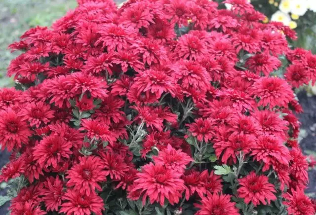 Chrysanthemums: ဓာတ်ပုံများနှင့်နာမည်များပါ ၀ င်သောမျိုးစိတ်များ၊ မရိုးသားသော၊ အသစ်၊ ဆောင်းရာသီတွင်ခက်ခဲသည်၊ နောက်ကျသည် 3511_21