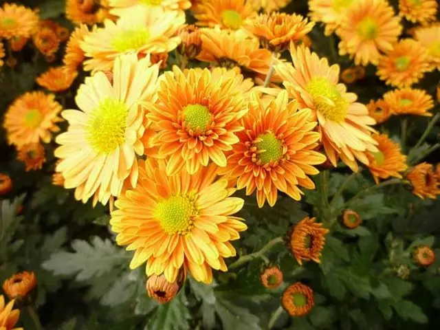 Chrysanthemums: ဓာတ်ပုံများနှင့်နာမည်များပါ ၀ င်သောမျိုးစိတ်များ၊ မရိုးသားသော၊ အသစ်၊ ဆောင်းရာသီတွင်ခက်ခဲသည်၊ နောက်ကျသည် 3511_22