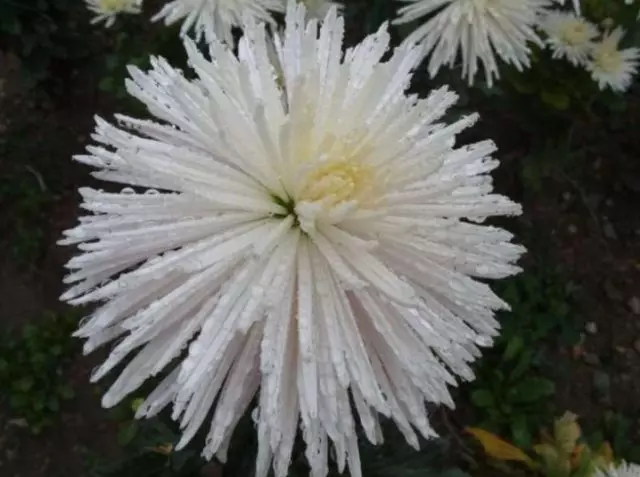 Chrysanthemums: ဓာတ်ပုံများနှင့်နာမည်များပါ ၀ င်သောမျိုးစိတ်များ၊ မရိုးသားသော၊ အသစ်၊ ဆောင်းရာသီတွင်ခက်ခဲသည်၊ နောက်ကျသည် 3511_23