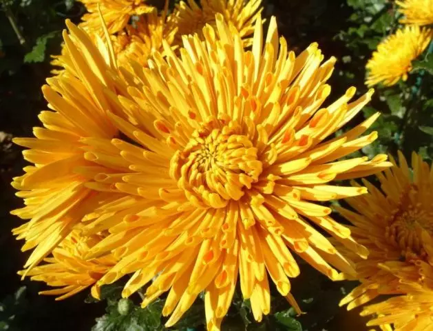 Chrysanthemums: ဓာတ်ပုံများနှင့်နာမည်များပါ ၀ င်သောမျိုးစိတ်များ၊ မရိုးသားသော၊ အသစ်၊ ဆောင်းရာသီတွင်ခက်ခဲသည်၊ နောက်ကျသည် 3511_25