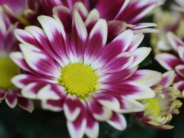 Chrysanthemums: ဓာတ်ပုံများနှင့်နာမည်များပါ ၀ င်သောမျိုးစိတ်များ၊ မရိုးသားသော၊ အသစ်၊ ဆောင်းရာသီတွင်ခက်ခဲသည်၊ နောက်ကျသည် 3511_26