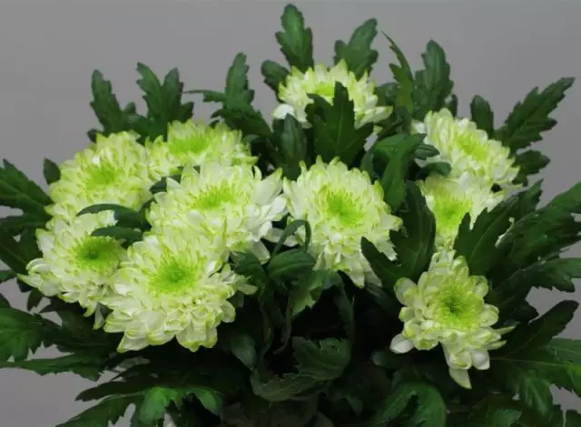 Chrysanthemums: amrywiaethau gyda lluniau ac enwau, diymhongar, newydd, gaeaf-galed, hwyr 3511_27