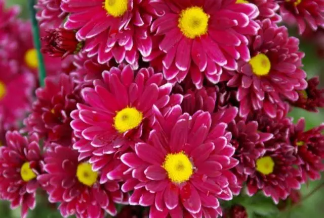 Chrysanthemums: amrywiaethau gyda lluniau ac enwau, diymhongar, newydd, gaeaf-galed, hwyr 3511_28