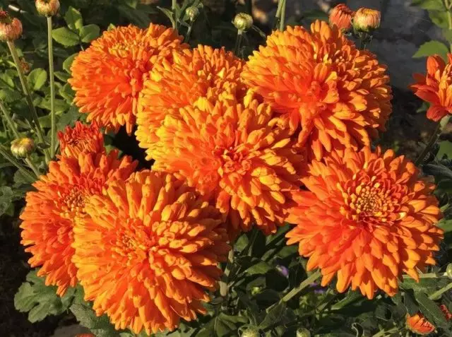 Chrysanthemums: afbrigði með myndum og nöfnum, tilgerðarlaus, ný, vetrarhærð, seint 3511_29