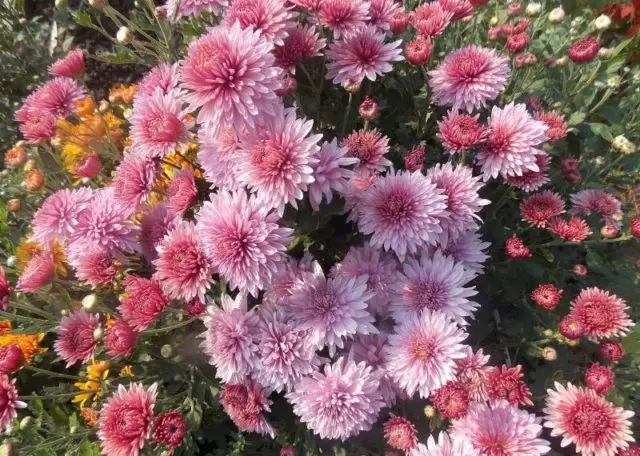 Chrysanthemums: afbrigði með myndum og nöfnum, tilgerðarlaus, ný, vetrarhærð, seint 3511_31