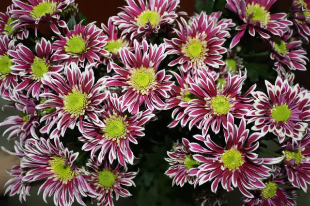 Chrysanthemums: afbrigði með myndum og nöfnum, tilgerðarlaus, ný, vetrarhærð, seint 3511_33