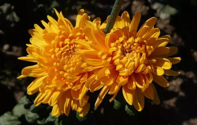 Chrysanthemums: ဓာတ်ပုံများနှင့်နာမည်များပါ ၀ င်သောမျိုးစိတ်များ၊ မရိုးသားသော၊ အသစ်၊ ဆောင်းရာသီတွင်ခက်ခဲသည်၊ နောက်ကျသည် 3511_38