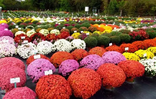 Chrysanthemums: iri tare da hotuna da sunaye, marasa ma'ana, sabo, hunturu-Hardy, marigayi 3511_4