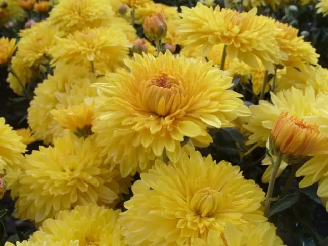 Chrysanthemums: afbrigði með myndum og nöfnum, tilgerðarlaus, ný, vetrarhærð, seint 3511_5