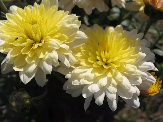 Chrysanthemums: iri tare da hotuna da sunaye, marasa ma'ana, sabo, hunturu-Hardy, marigayi 3511_6