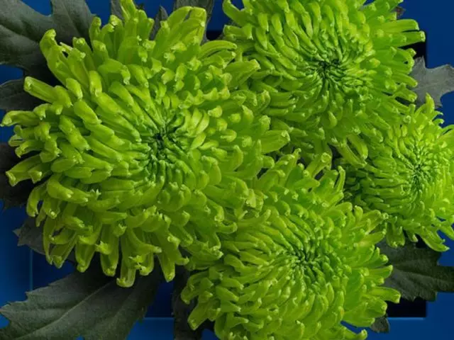 Chrysanthemums: ဓာတ်ပုံများနှင့်နာမည်များပါ ၀ င်သောမျိုးစိတ်များ၊ မရိုးသားသော၊ အသစ်၊ ဆောင်းရာသီတွင်ခက်ခဲသည်၊ နောက်ကျသည် 3511_9