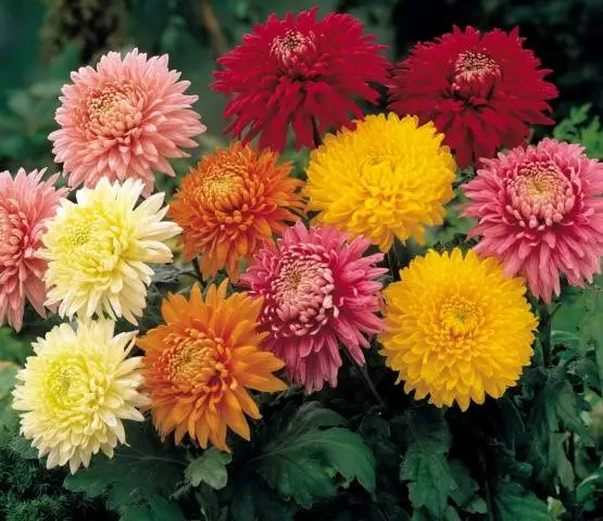 Staudent Gaart Chrysanthemum: Planzung a Fleeg + Foto 3512_1