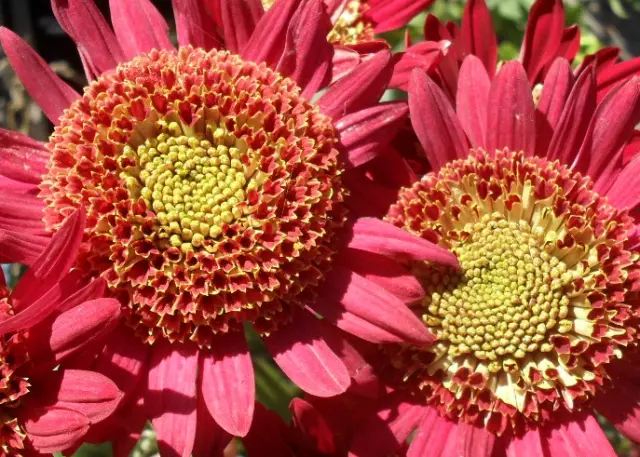 Staudent Gaart Chrysanthemum: Planzung a Fleeg + Foto 3512_12