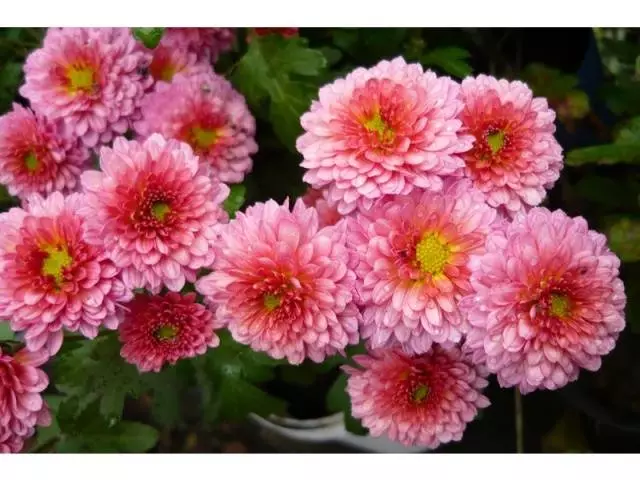 Staudent Gaart Chrysanthemum: Planzung a Fleeg + Foto 3512_15