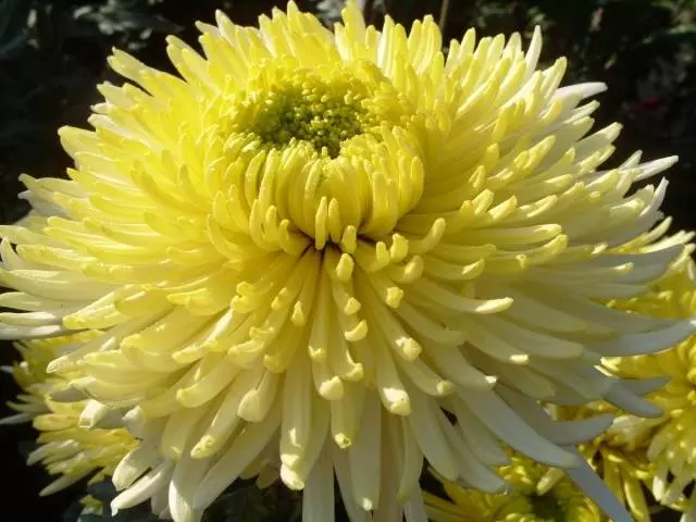 Staudent Gaart Chrysanthemum: Planzung a Fleeg + Foto 3512_18