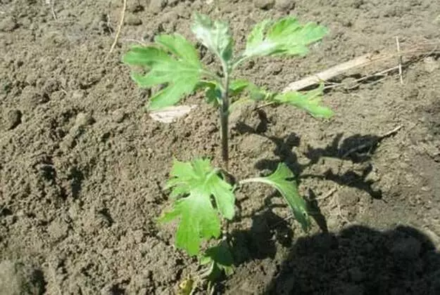 Staudent Gaart Chrysanthemum: Planzung a Fleeg + Foto 3512_24