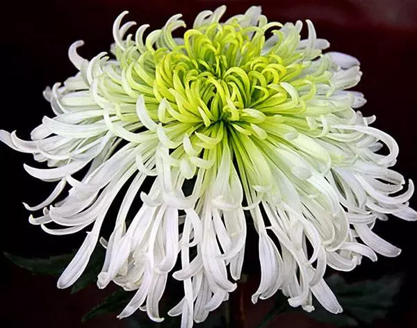 Staudent Gaart Chrysanthemum: Planzung a Fleeg + Foto 3512_25