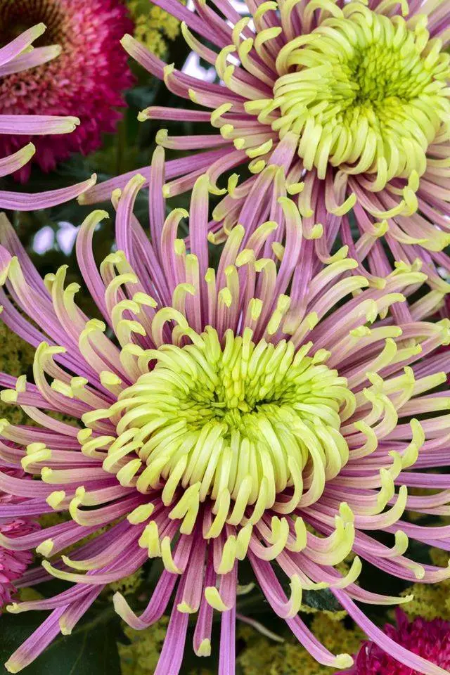 Staudent Gaart Chrysanthemum: Planzung a Fleeg + Foto 3512_5