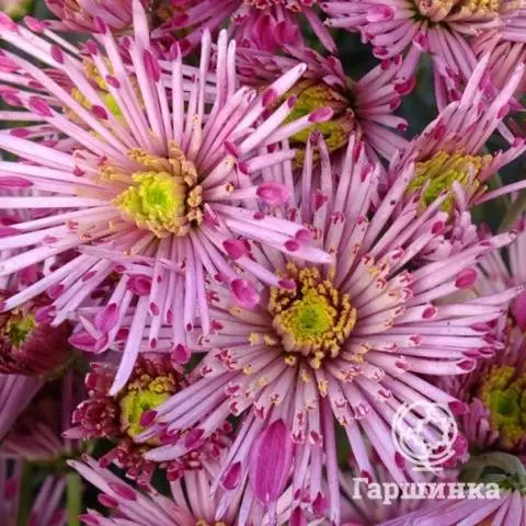 Staudent Gaart Chrysanthemum: Planzung a Fleeg + Foto 3512_9