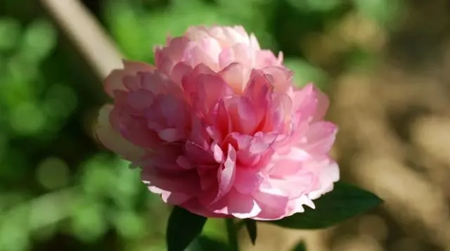 Peony Salmon Glory (Salmon Glory): anmeldelser, plantning og pleje 3526_1