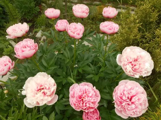 Peony Salmon Glory (Salmon Glory): anmeldelser, plantning og pleje 3526_2