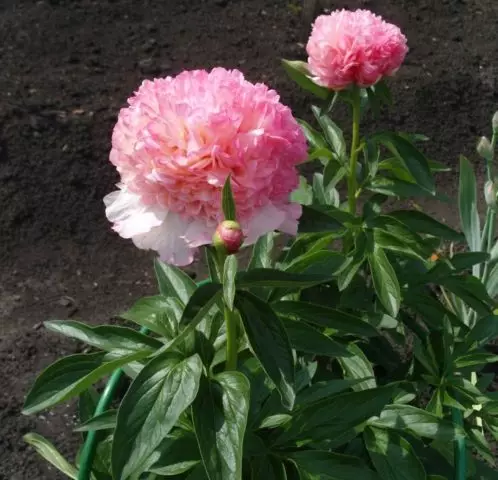 Peony Salmon Glory (Salmon Glory): anmeldelser, plantning og pleje 3526_3