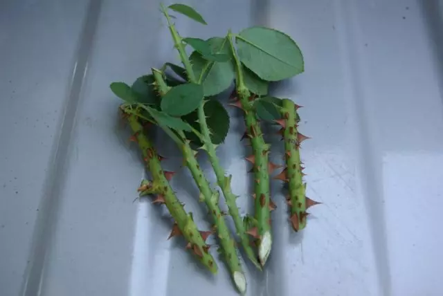 Maneiras de cultivar uma rosa em batatas com mel: como germinar, enraizar um caule em casa, resenhas sobre reprodução, vídeo 3551_1