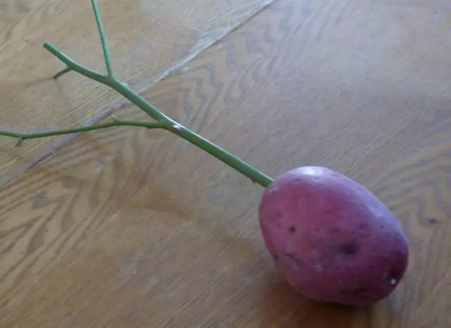 Maneiras de cultivar uma rosa em batatas com mel: como germinar, enraizar um caule em casa, resenhas sobre reprodução, vídeo 3551_3