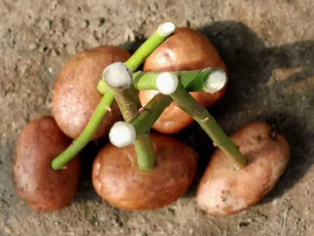 Maneiras de cultivar uma rosa em batatas com mel: como germinar, enraizar um caule em casa, resenhas sobre reprodução, vídeo 3551_4