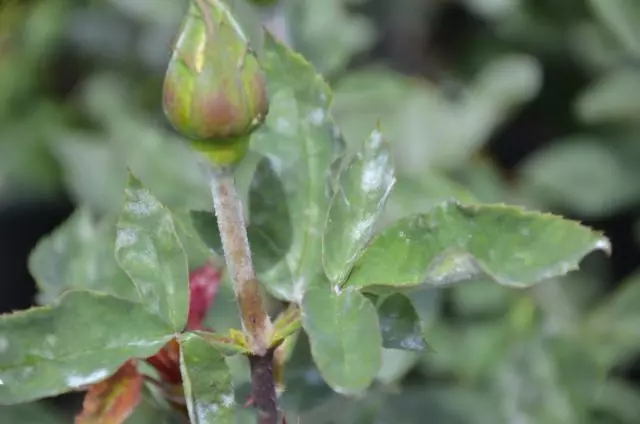 Rose Grand Gala (Grand Gala): beskrivning av sorten, plantering och vård, sorter, rosa, röd 3552_4