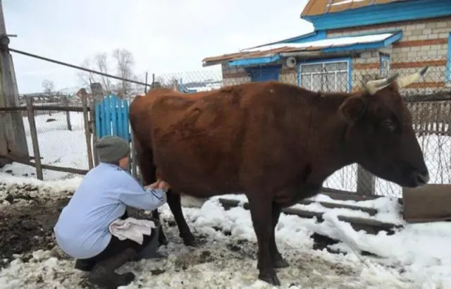 Wie man eine erste Färse melkt: wie man das Melken lehrt, wie oft man melkt, Video 3561_1