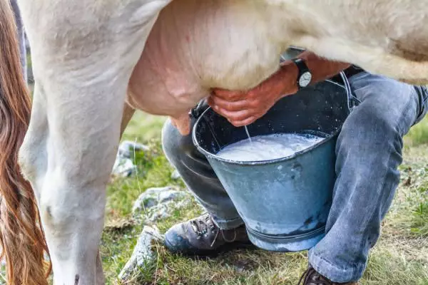 如何给第一头小母牛挤奶：如何教挤奶、挤奶多少次、视频 3561_5