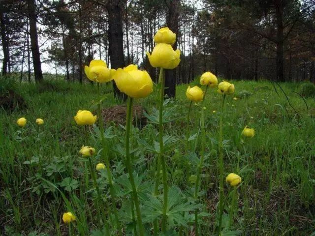 Rroba banje: foto dhe përshkrimi i luleve, llojet dhe varietetet, riprodhimi, kur dhe si të transplantoni 3577_8