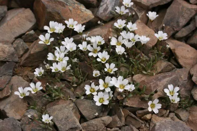 Yaskolka silwer: foto, beskrywing van die plant, plant en versorging 3579_1