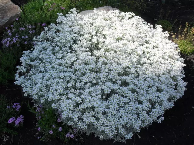 Catifa de neu de Yaskolka: créixer a partir de llavors a casa, quan i com plantar plàntules, ressenyes 3587_2