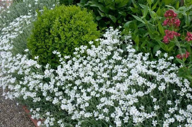 Yaskolka Silver carpet: photo, planting by seeds, sowing for seedlings 3589_1