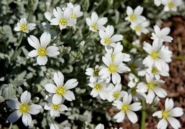 Yaskolka Silver carpet: photo, planting by seeds, sowing for seedlings 3589_2