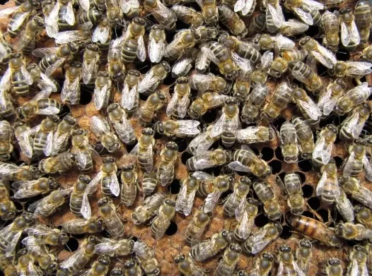 Tinder bee: faʻafefea ona faʻaleleia le tō ma aiga 3596_12