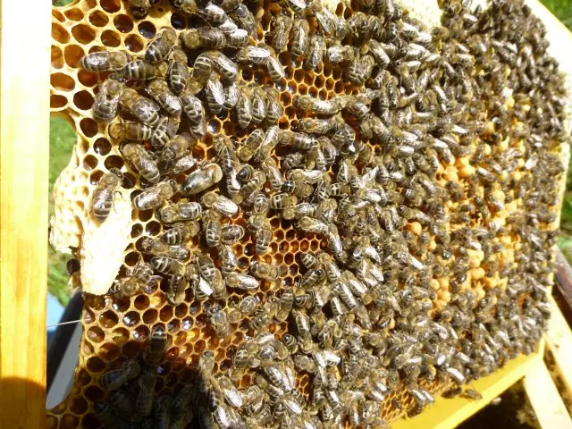 Tinder bee: faʻafefea ona faʻaleleia le tō ma aiga 3596_5