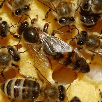 Tinder bee: faʻafefea ona faʻaleleia le tō ma aiga 3596_6