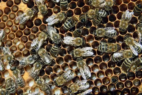 Tinder bee: faʻafefea ona faʻaleleia le tō ma aiga 3596_8