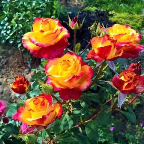 Rose floribunda Circus (Sirk): fotoğraf ve açıklama, yorumlar 3604_1