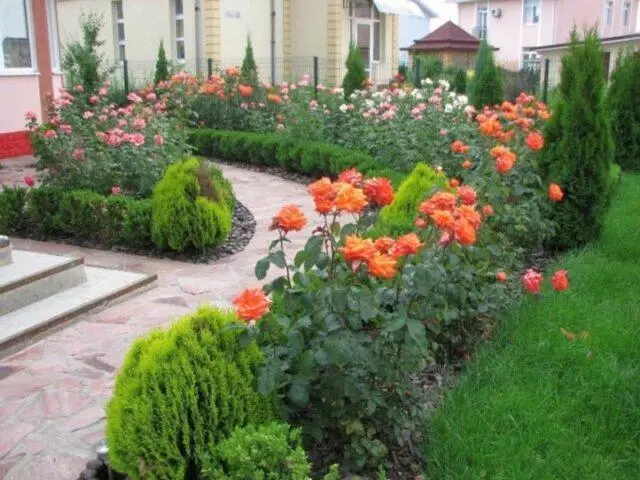 Rose floribunda Circus (Circus): foto og beskrivelse, anmeldelser 3604_5