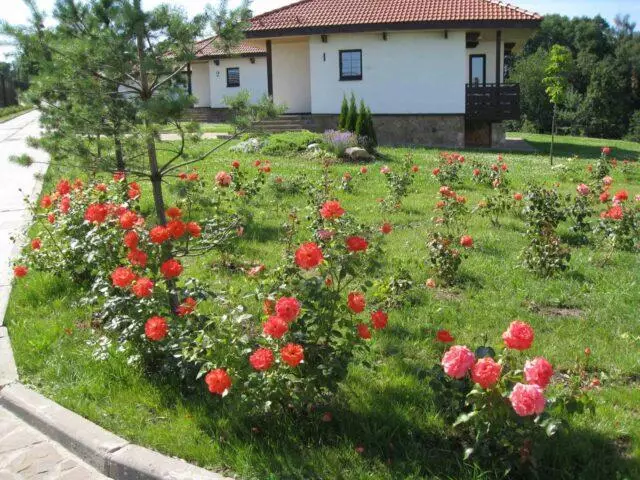 Rose floribunda Circus (Circus): foto en beschrijving, beoordelingen 3604_6