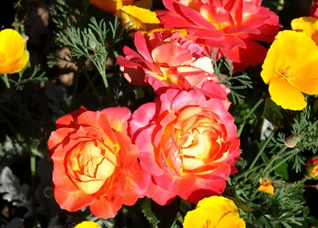 Rose floribunda Circus (Sirk): fotoğraf ve açıklama, yorumlar 3604_8