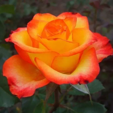 Rose floribunda Circus (Circus): foto dan deskripsi, ulasan 3604_9