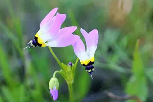 Dodecateon：在空地上種植和照料，花卉照片，從種子中生長 3612_10