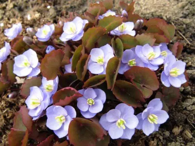 Jeffersonia dubious (vesnyanka), two-leaved: photo and description, growing from seeds 3614_1